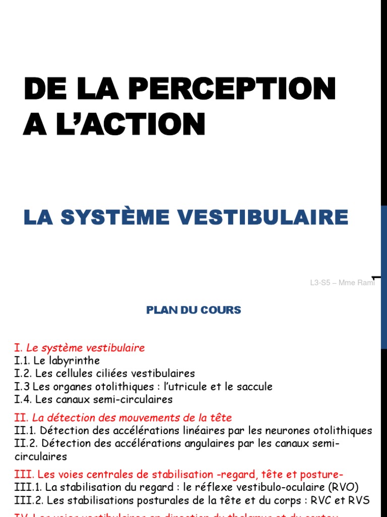 Comprendre le Système Vestibulaire | PDF | Système vestibulaire | Oreille