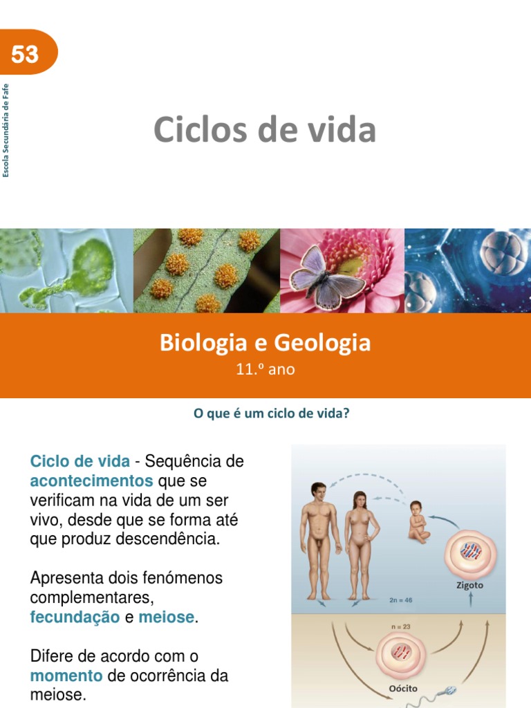 53 Ciclos de Vida | PDF | Meiose | Ploidia