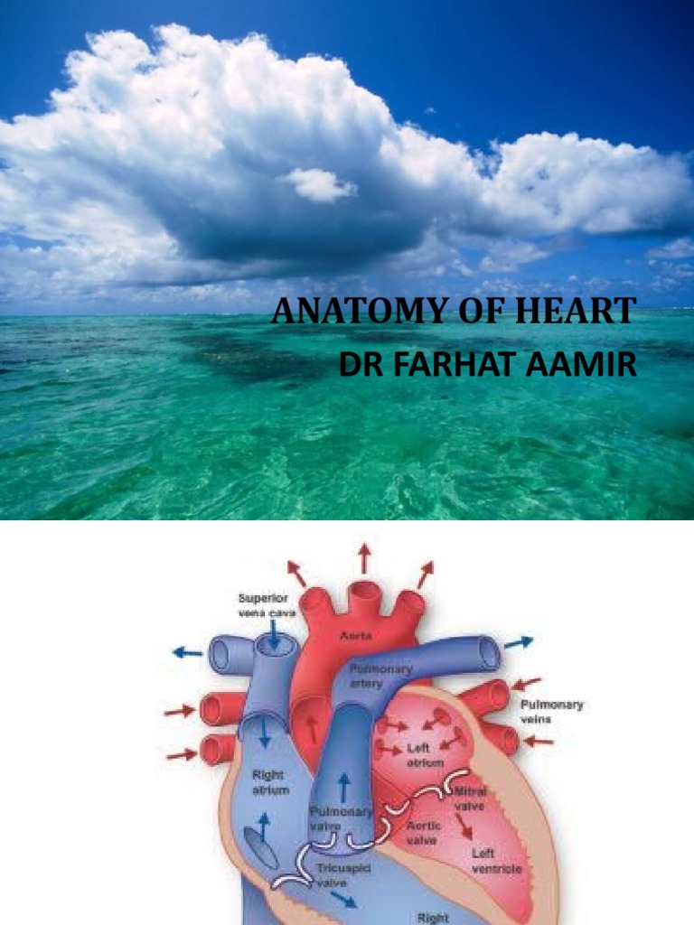 Anatomy of the Heart Explained | PDF | Heart Valve | Atrium (Heart)