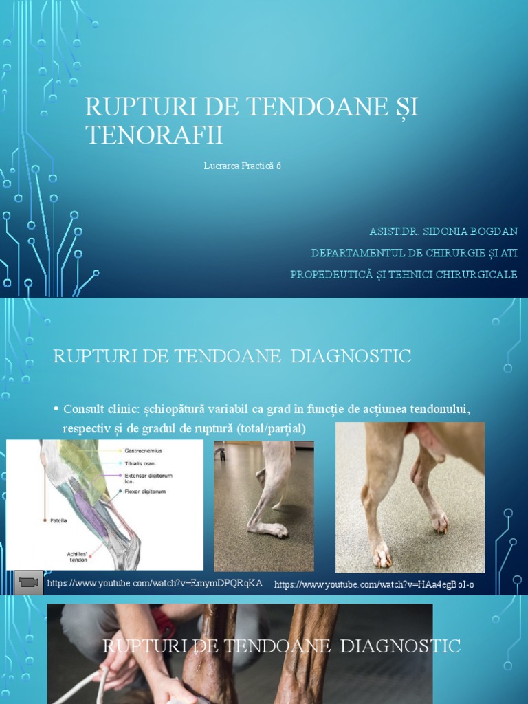 Tendoane | PDF