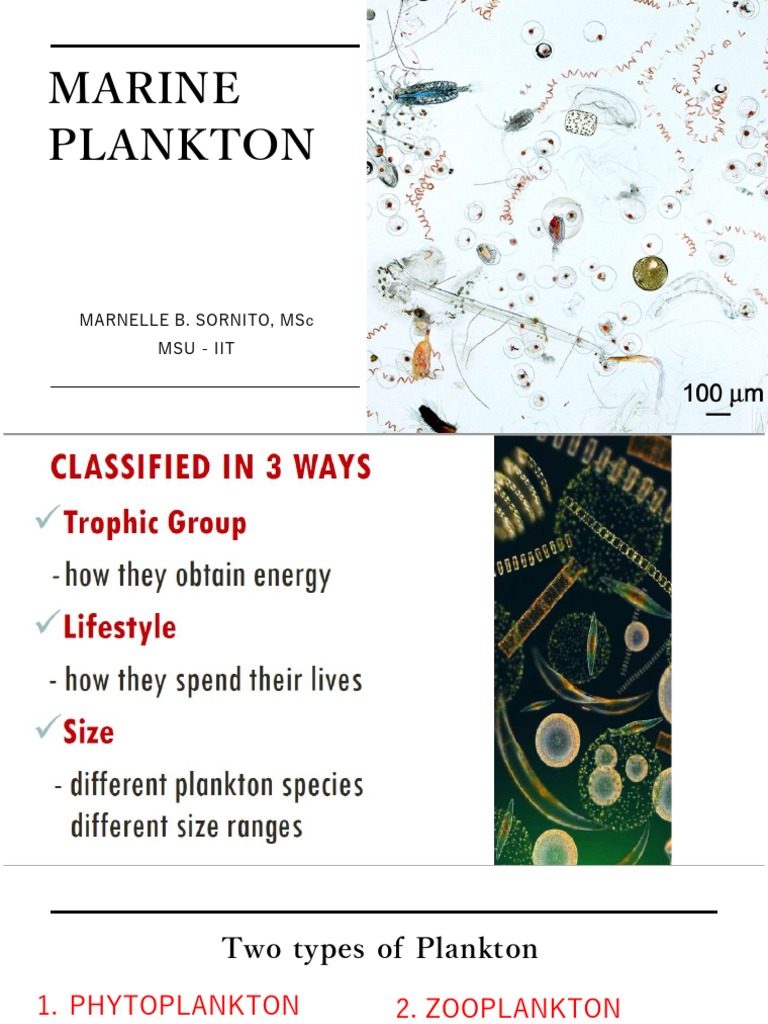 Plankton Ex 4 | PDF | Plankton | Phytoplankton