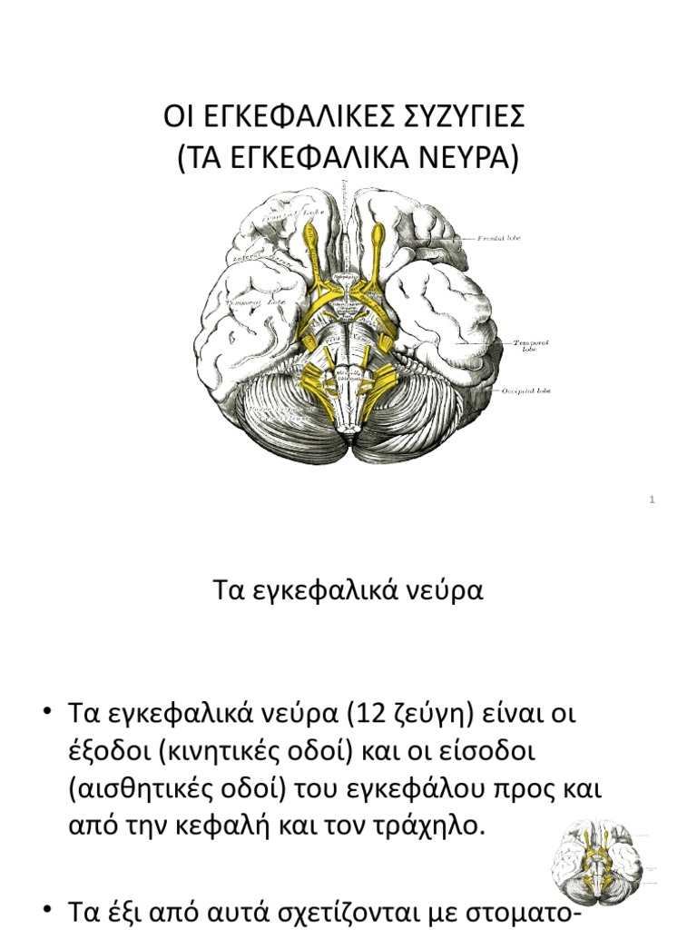 τα εγκεφαλικά νεύρα | PDF