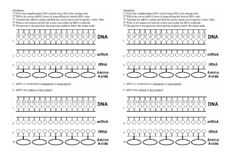 Quiz Protein synthesis | PDF