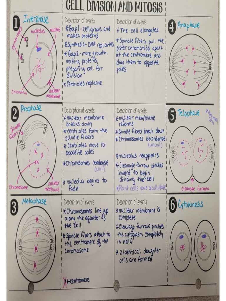 Cell Cycle Notes | PDF