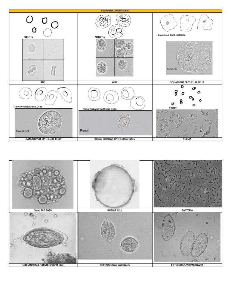 Clinical Microscopy Pictures | PDF | Cooking, Food & Wine | Science ...