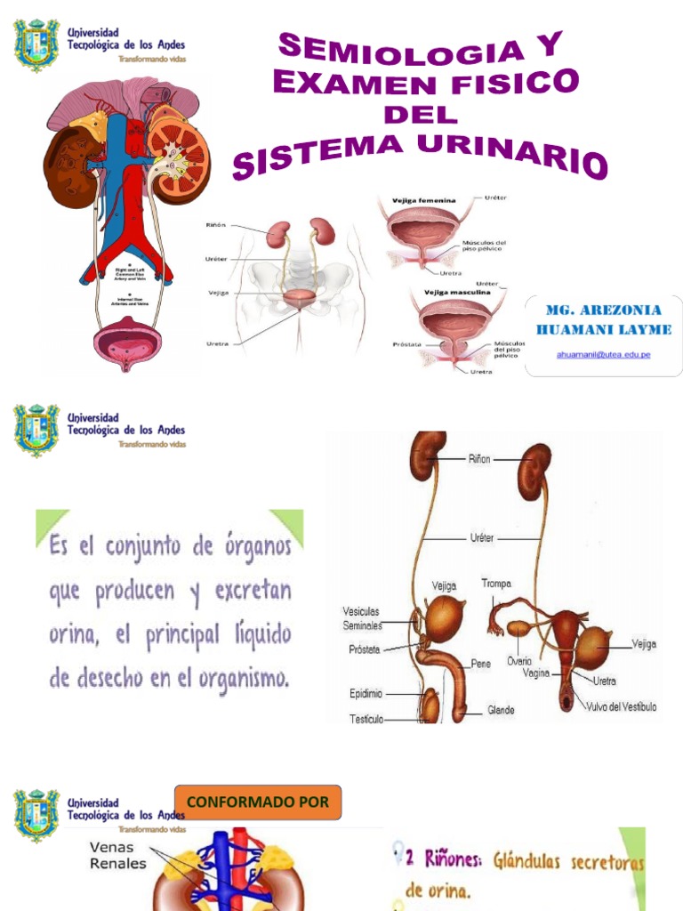 Semiologia y Examen Fisico Del Sistema Urinario | PDF