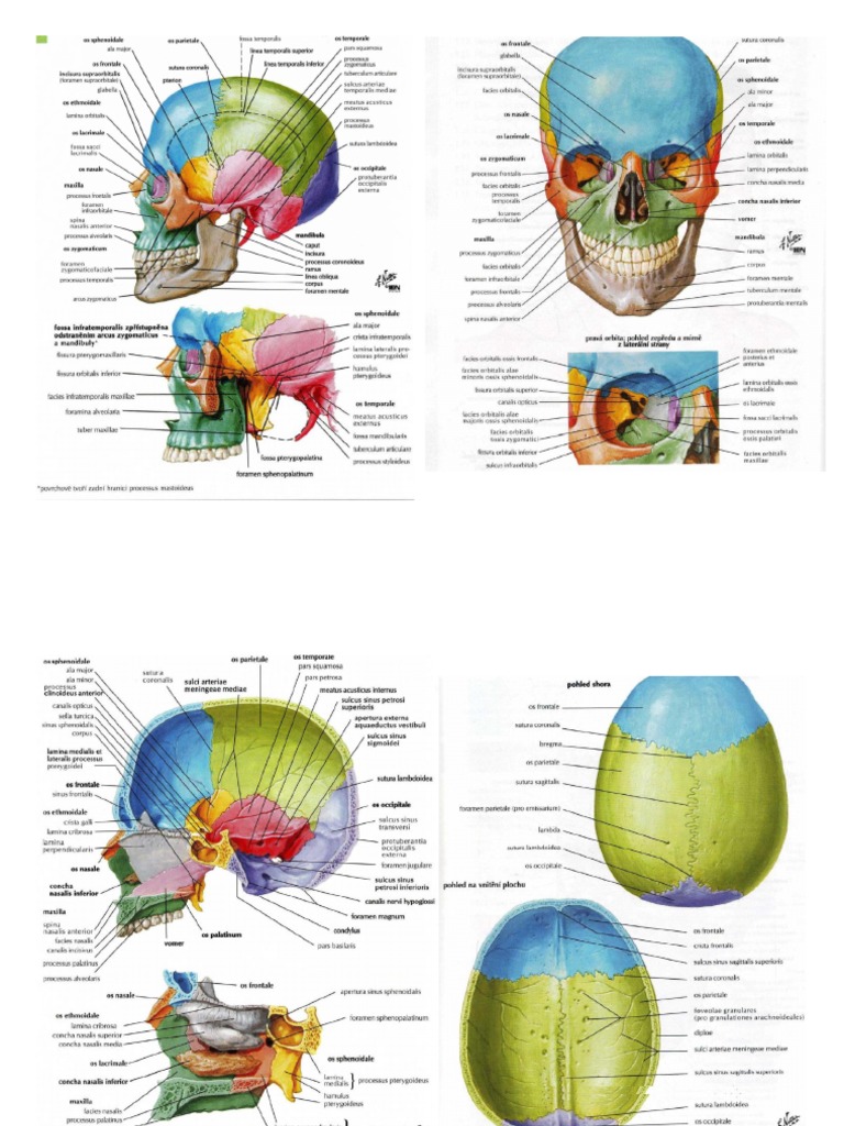 Anatomie Popis Kostí | PDF