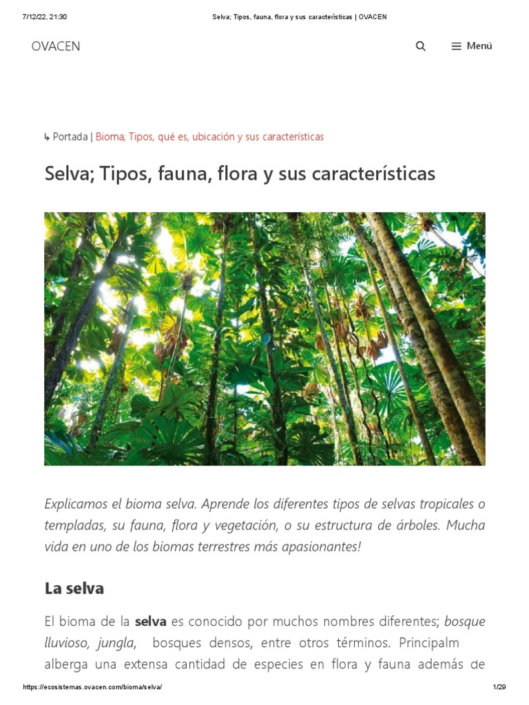 Selva; Tipos, fauna, flora y sus características _ OVACEN | PDF | Selva ...