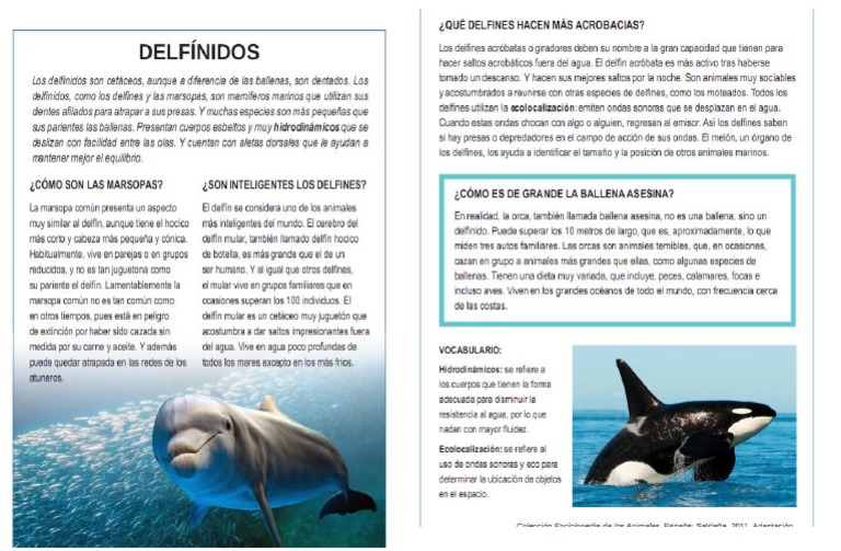 articulo informativo delfines | PDF