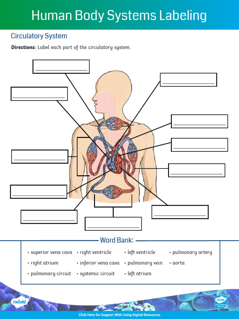 Human Body Systems Labeling Activity Digital | Download Free PDF | Human Body | Human Digestive ...