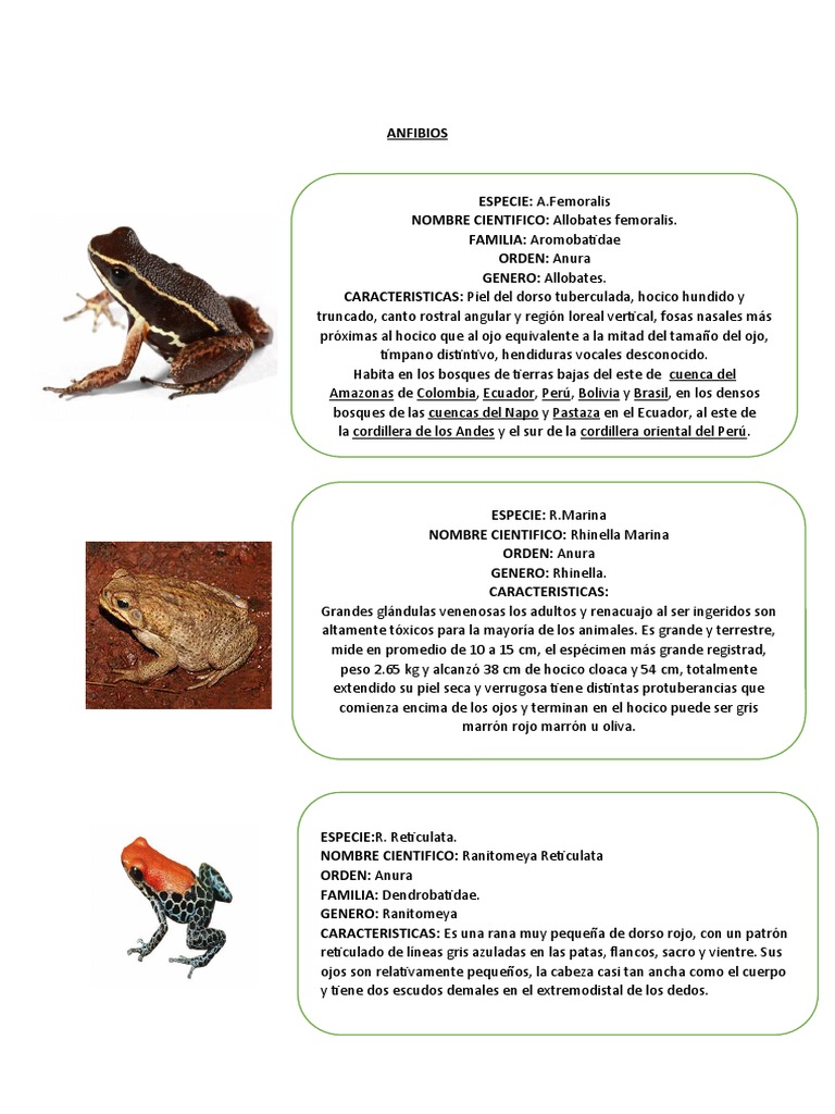 ANFIBIOS | PDF