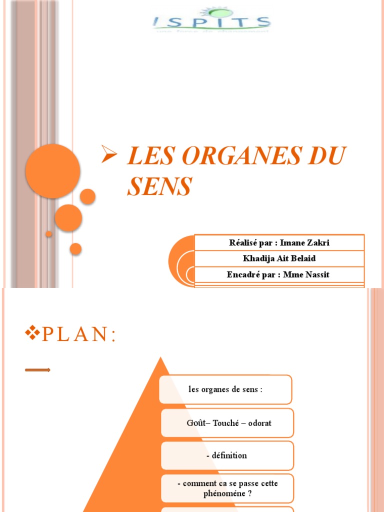 Les Organes Du Sens IMANE ZAKRI | PDF