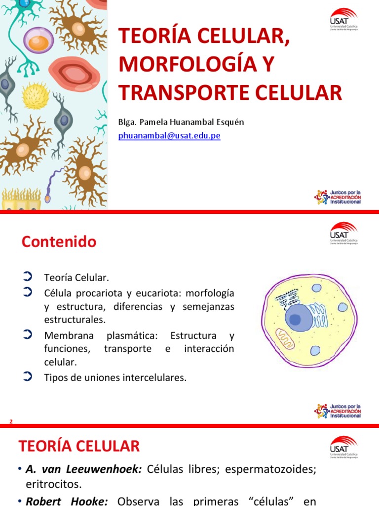 Teoría Celular, Morfología y Transporte Celular | PDF | Membrana celular | Biología Celular)