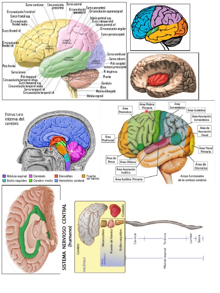 Cerebro Pdf