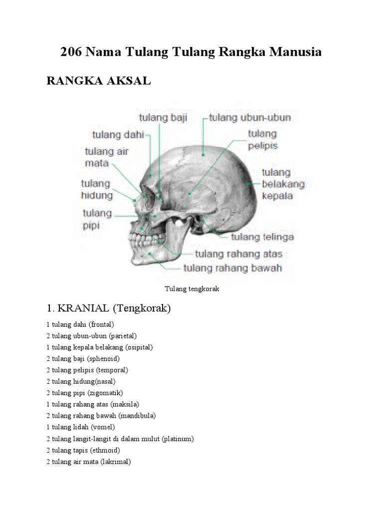 206 Nama Tulang Tulang Rangka Manusia | PDF