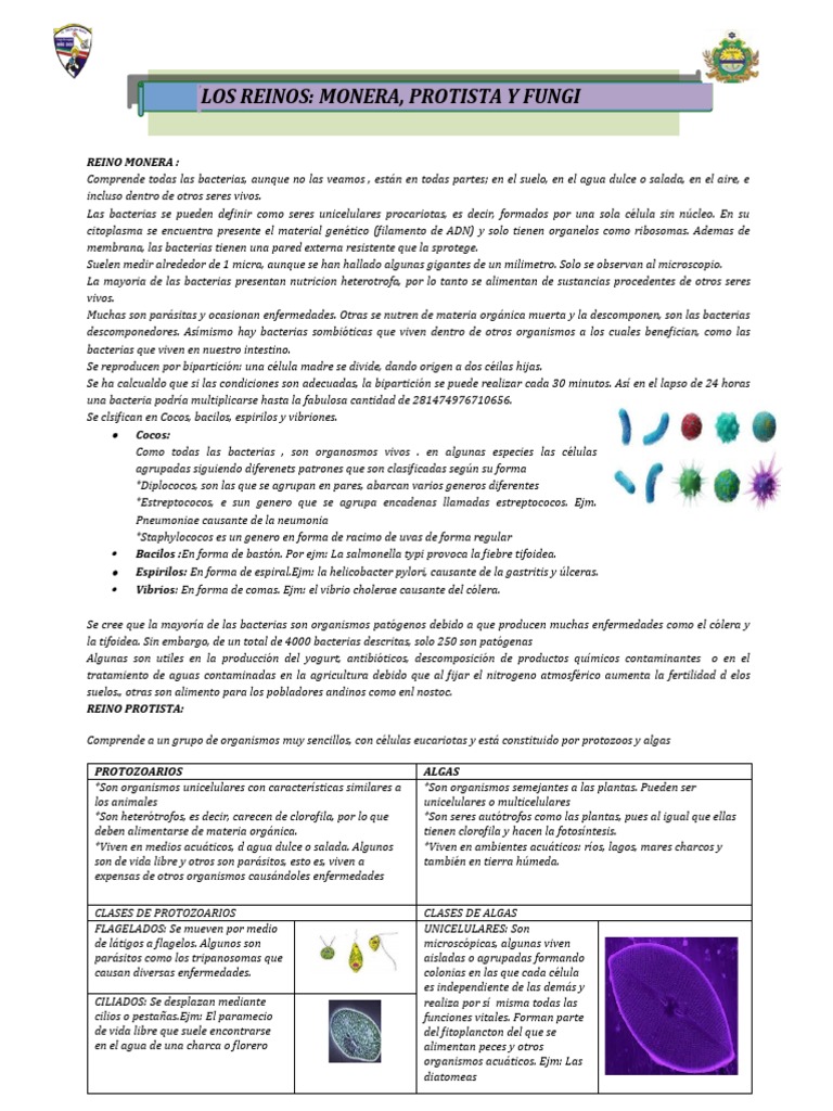Reino Monera Protista y Fungi | PDF | Hongo | Las bacterias