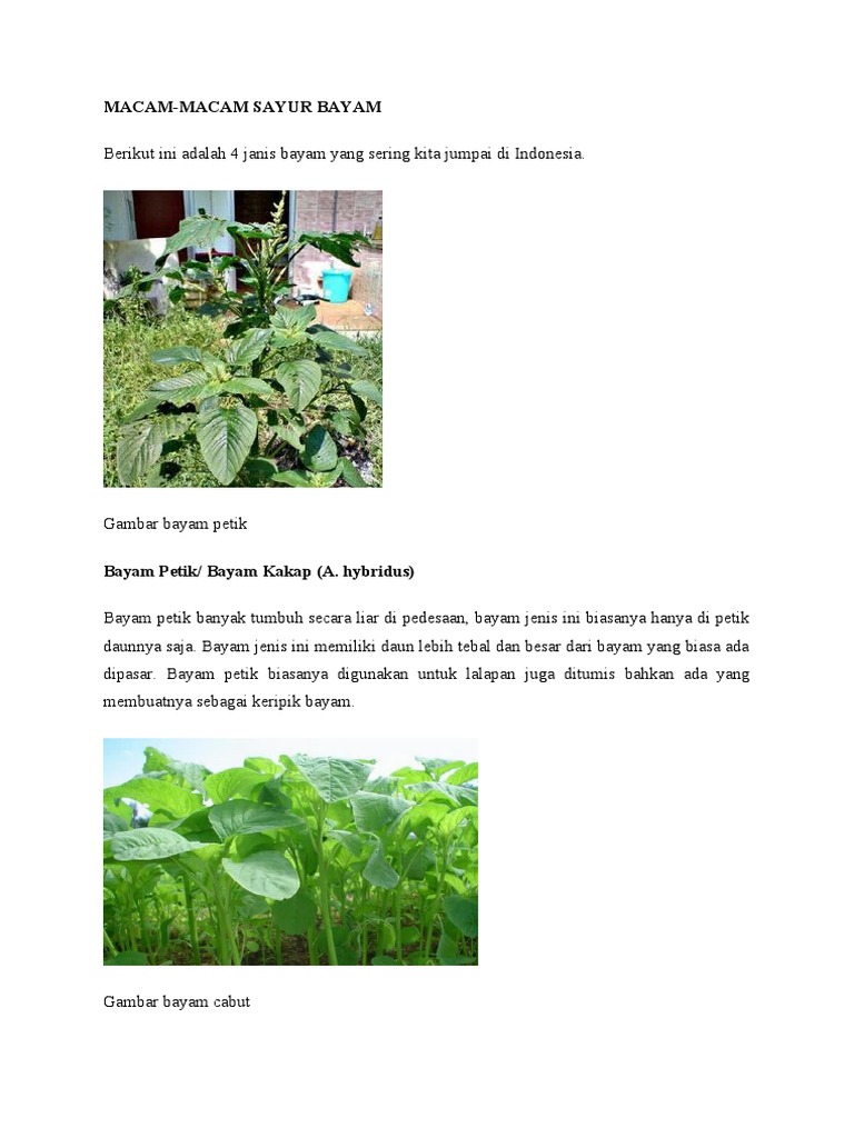 BAYAM | PDF | Griya & Taman