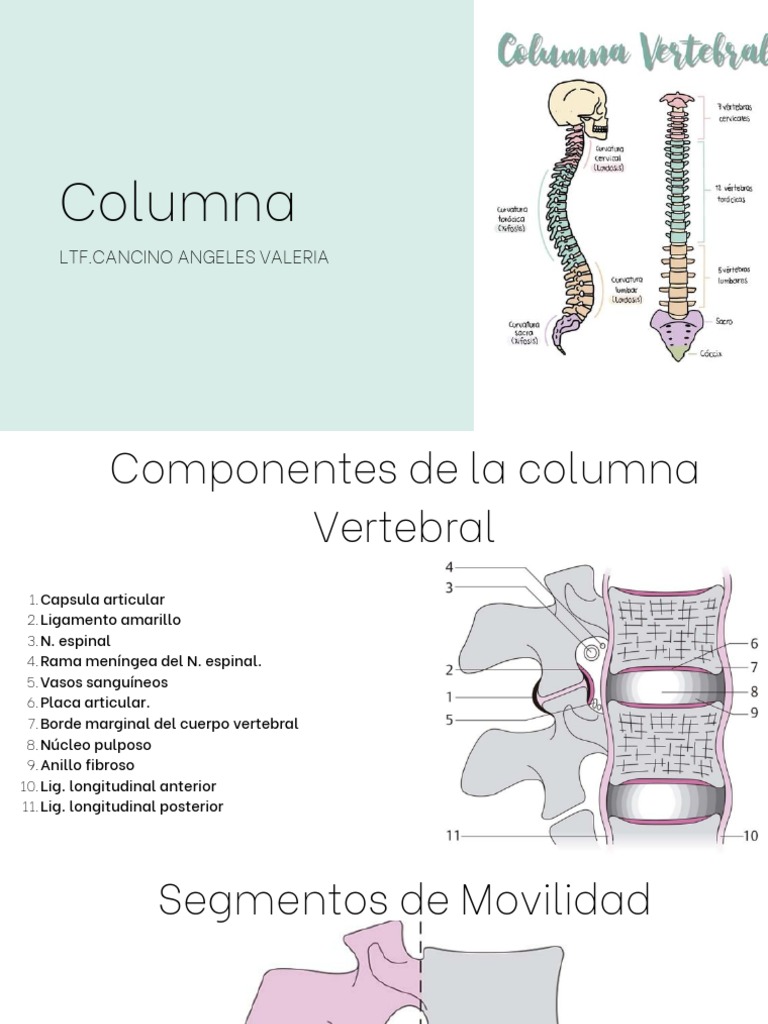 Columna | PDF | La columna vertebral | Vértebra