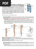 Cap 21 Sistema Venoso Superficial | PDF | Vena | Abdomen