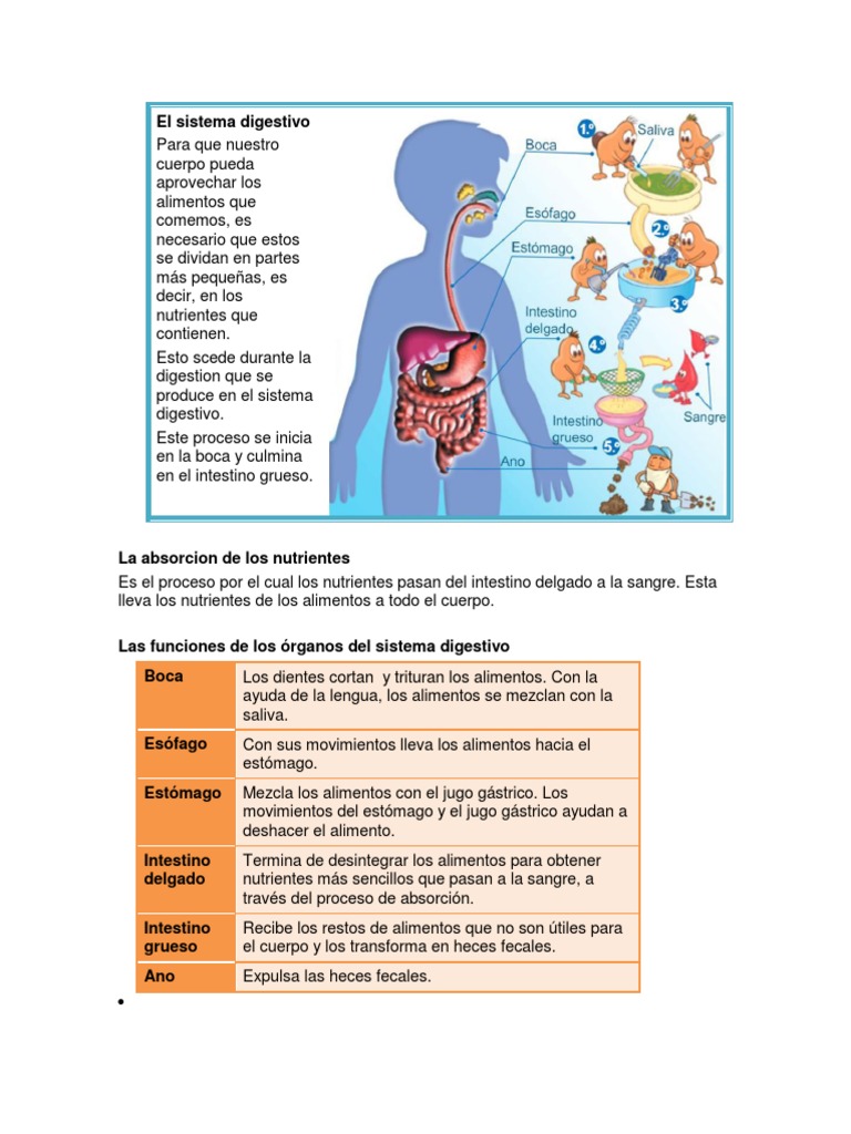 Ficha Del Sistema Digestivo 02.06.2023 | PDF