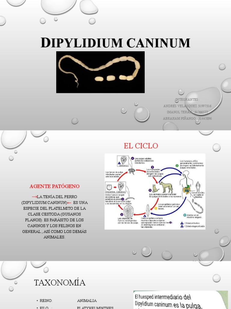 Dipylidium Caninun (A. Velasquez) | PDF | Microbiología ...