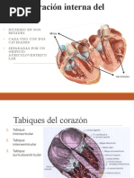 Formación del Asa Cardíaca en Embriología | PDF | Corazón | Órgano ...