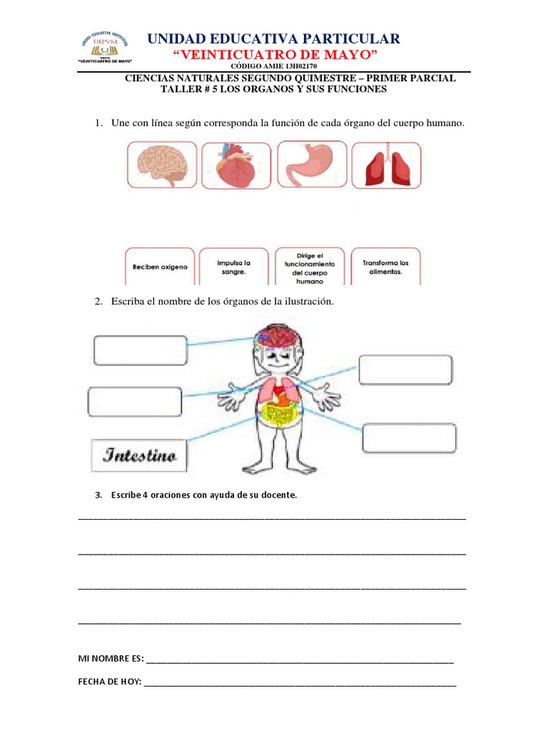 Taller sobre Órganos y Funciones | PDF