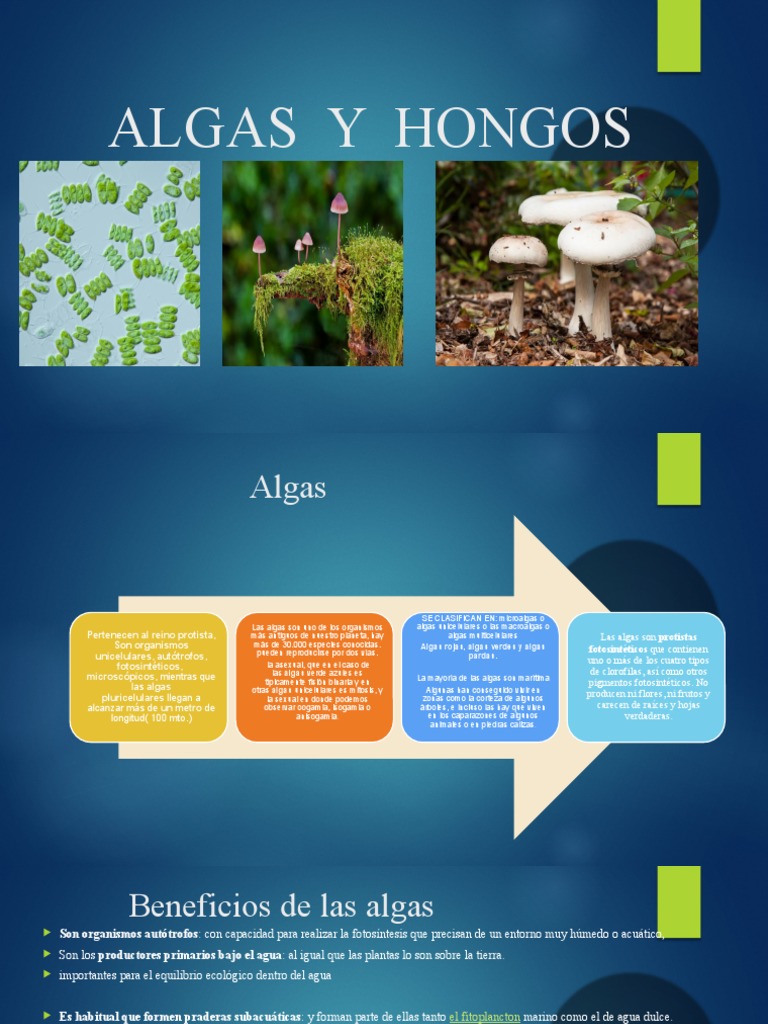 Algas y Hongos | PDF