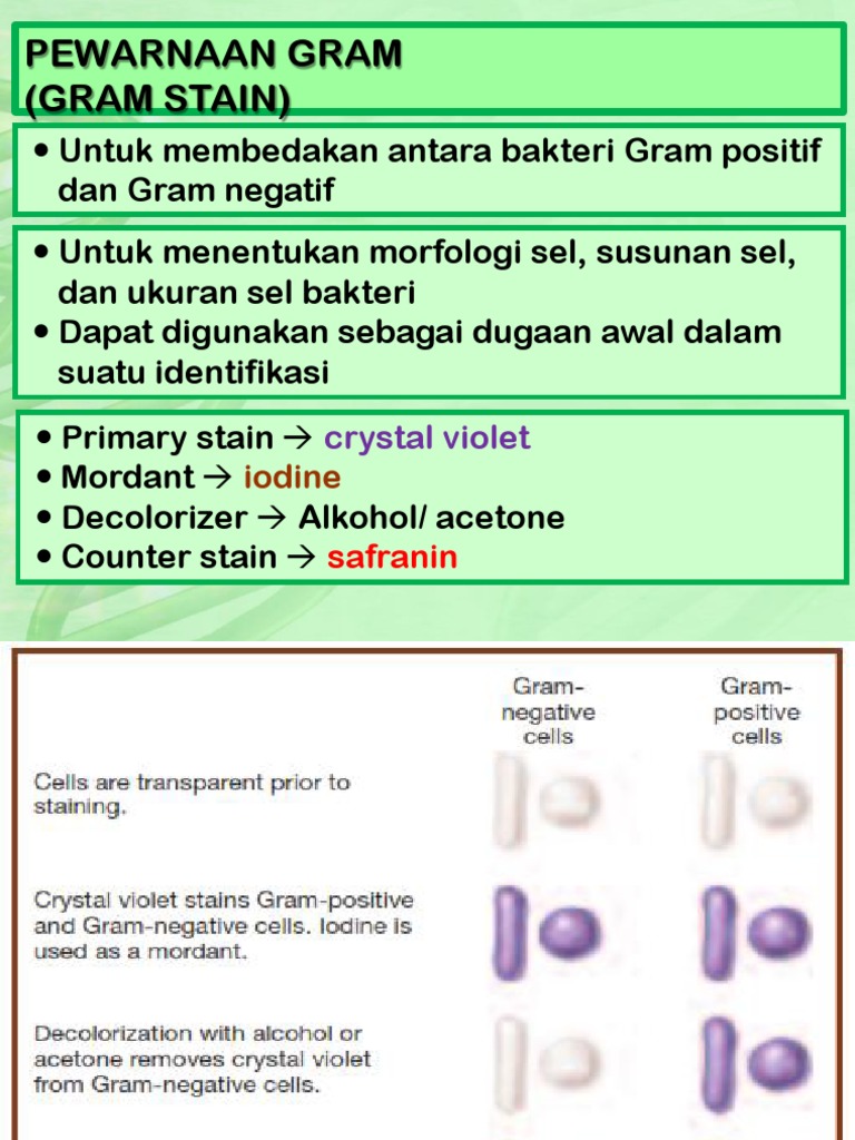 Pewarnaan Bakteri Gram Tahan Asam | PDF