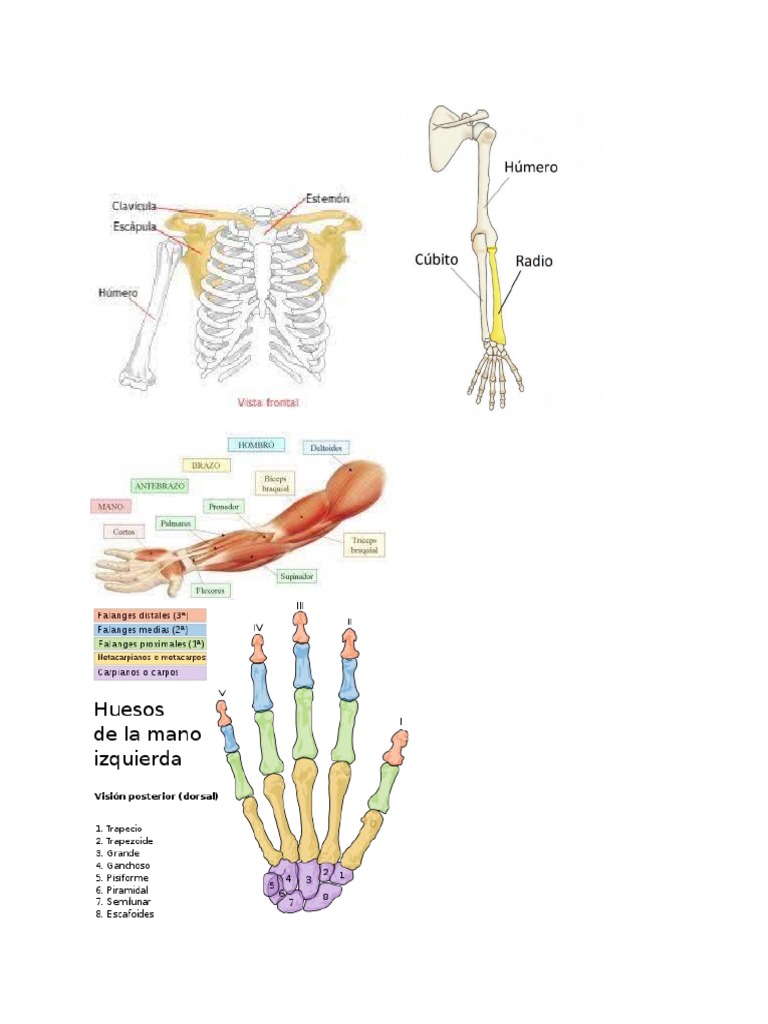 Extremidades Superiores | PDF