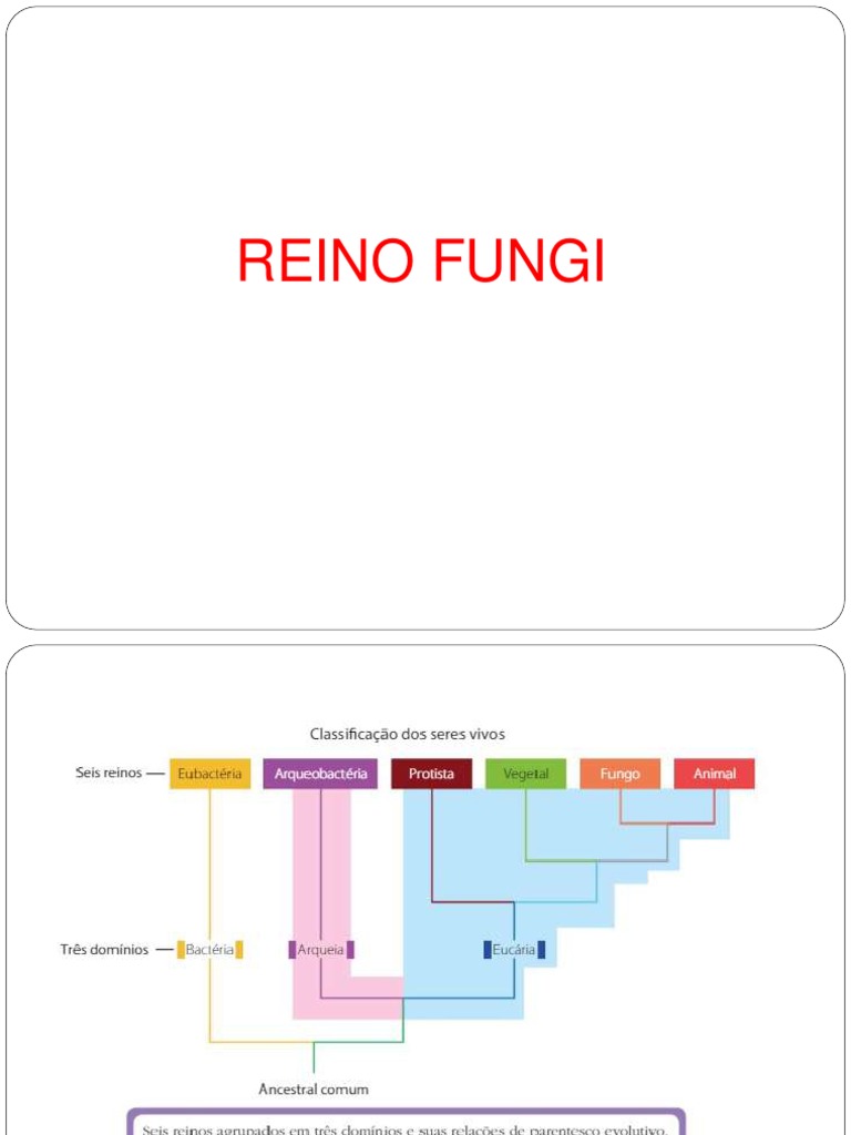 10112022091455aula Reino Fungi | PDF