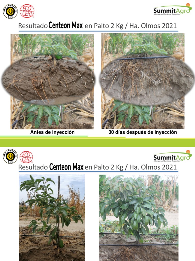 Resultados Centeon Max MAISA Palto 2021 | PDF