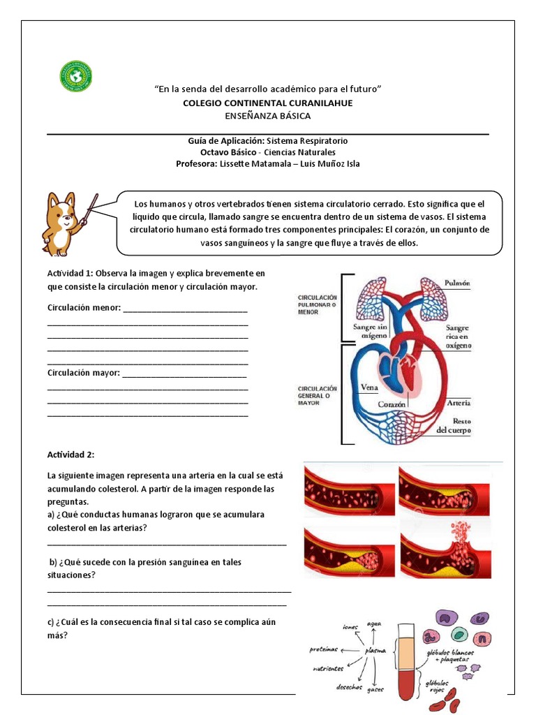Guía del Sistema Circulatorio Escolar | PDF | Relaciones personales ...