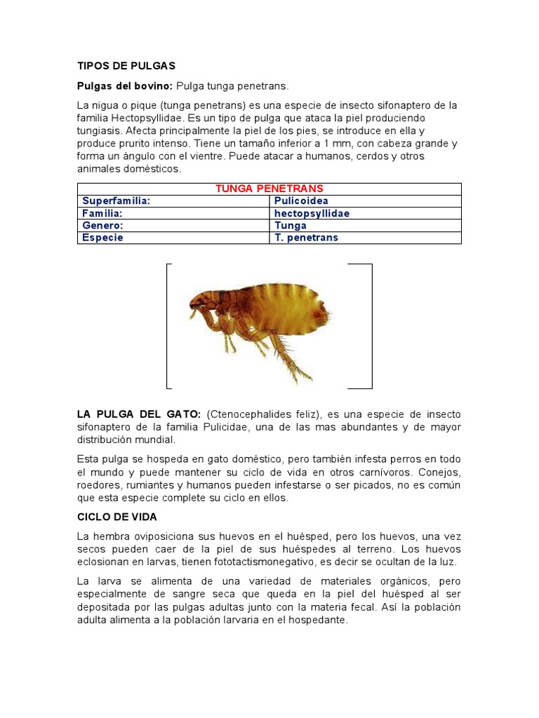 TIPOS DE PULGAS | PDF