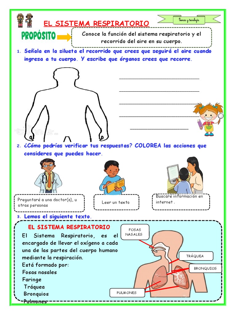 Sistema Respiratorio para Niños | PDF | Sistema respiratorio | Pulmón