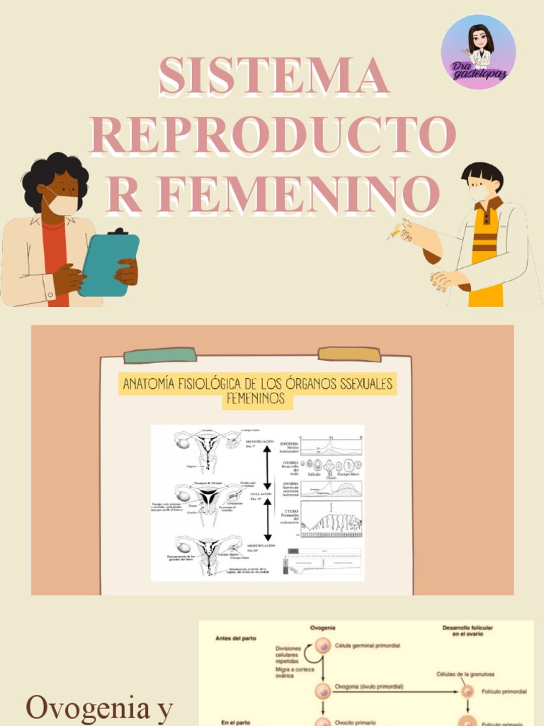 Ciclo Reproductivo y Hormonas Femeninas | PDF | Hormona luteinizante | Ciclo menstrual