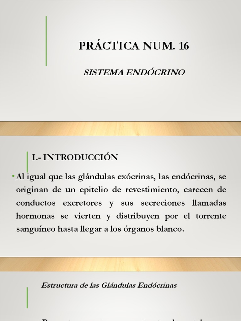 Práctica 16 Sistema Endócrino Presentacion | PDF | Glándula pituitaria | Páncreas