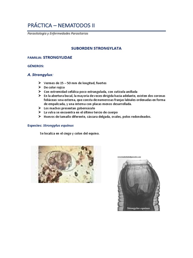 Práctica Sem 10 - Nematodos Ii | PDF | Nematodo | Estómago