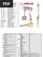 Normal Range of Motion Values | PDF | Anatomical Terms Of Motion | Thumb