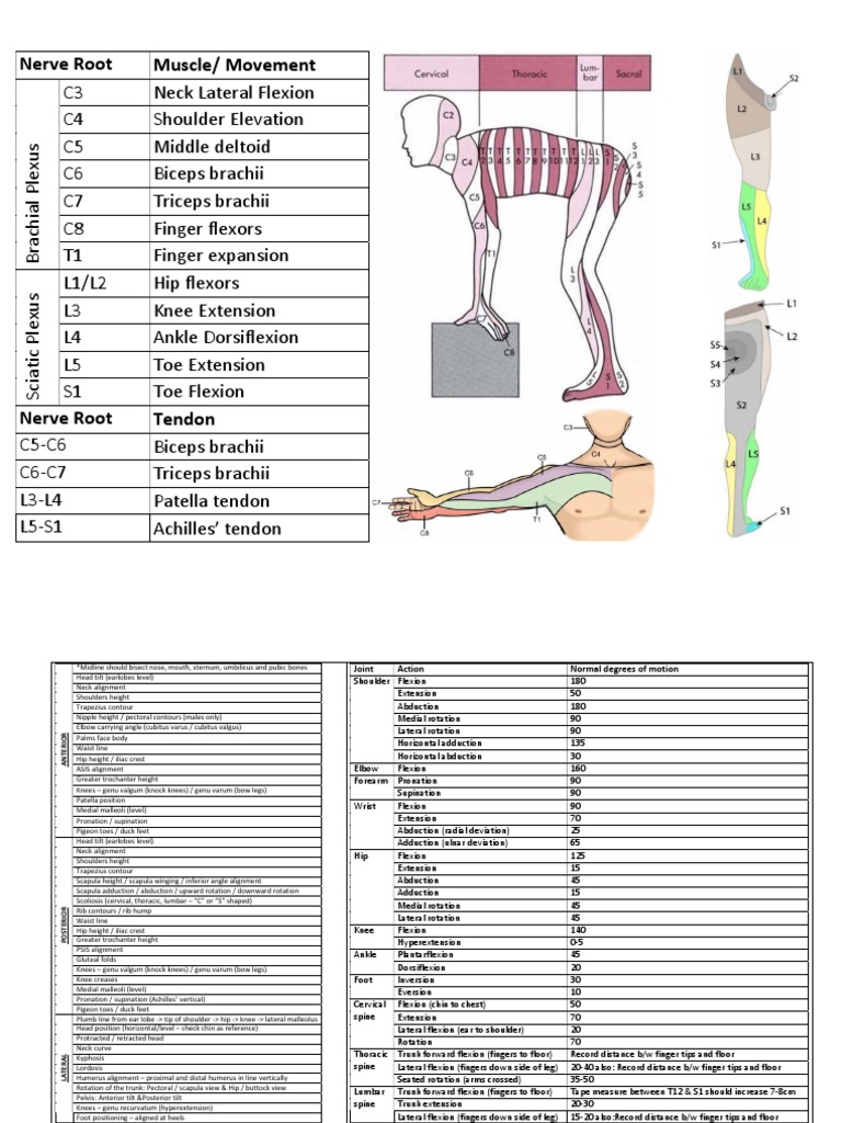 Myotomes and Dermatomes Print A3 | PDF | Anatomical Terms Of Motion | Elbow