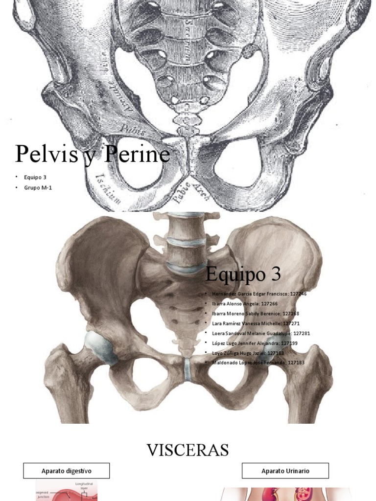 Pelvis y Perine 2 | PDF