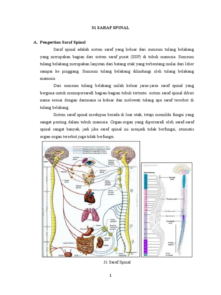 31 Saraf Spinal | PDF