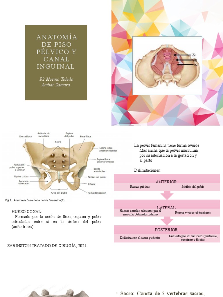 Anatomia Pelvis Pdf