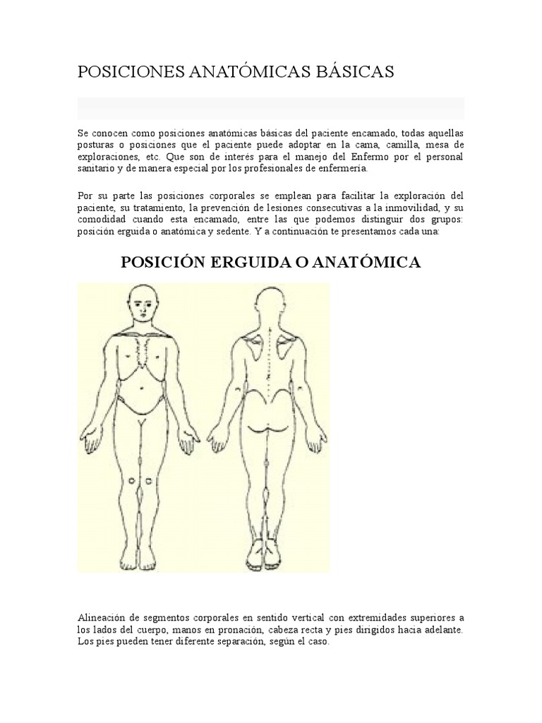 Posiciones Anatómicas Básicas | PDF | Términos anatómicos de ubicación | Abdomen