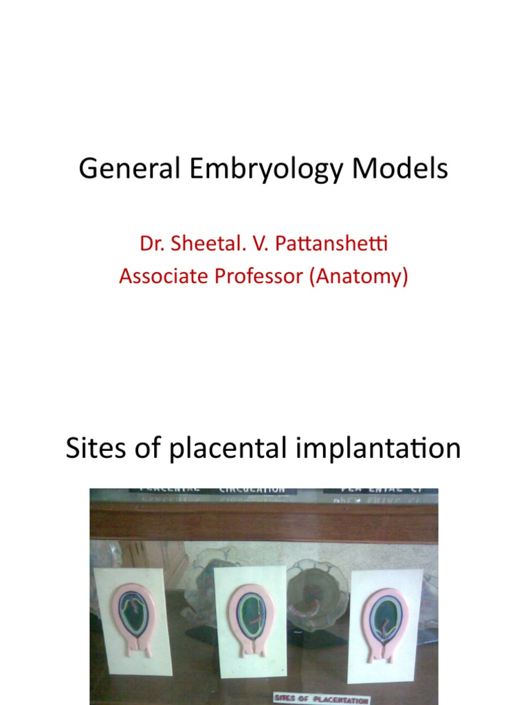 General Embryology Models | PDF