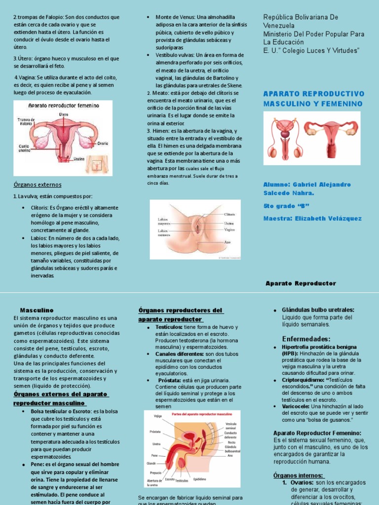 triptico del aparato reproductor masculino y femenino | PDF | Sistema reproductivo | Órgano ...
