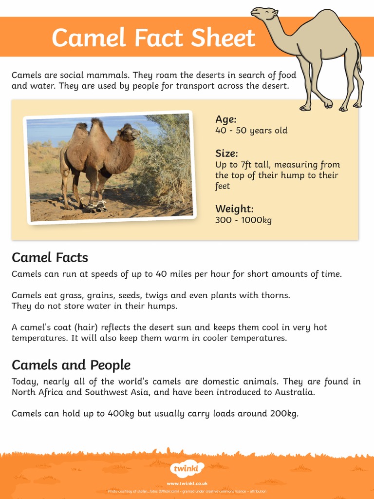 P2 Desert Animals 18.05.20 | PDF