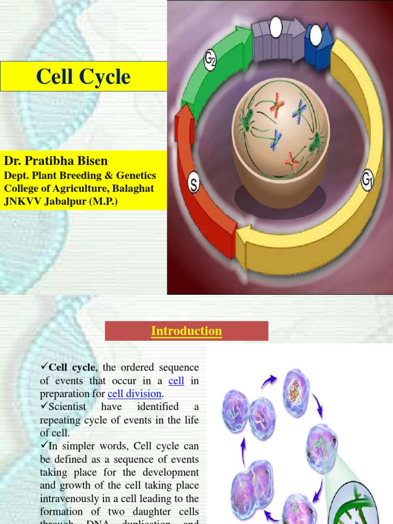 Cell Cycle | PDF | Cell Cycle | Mitosis