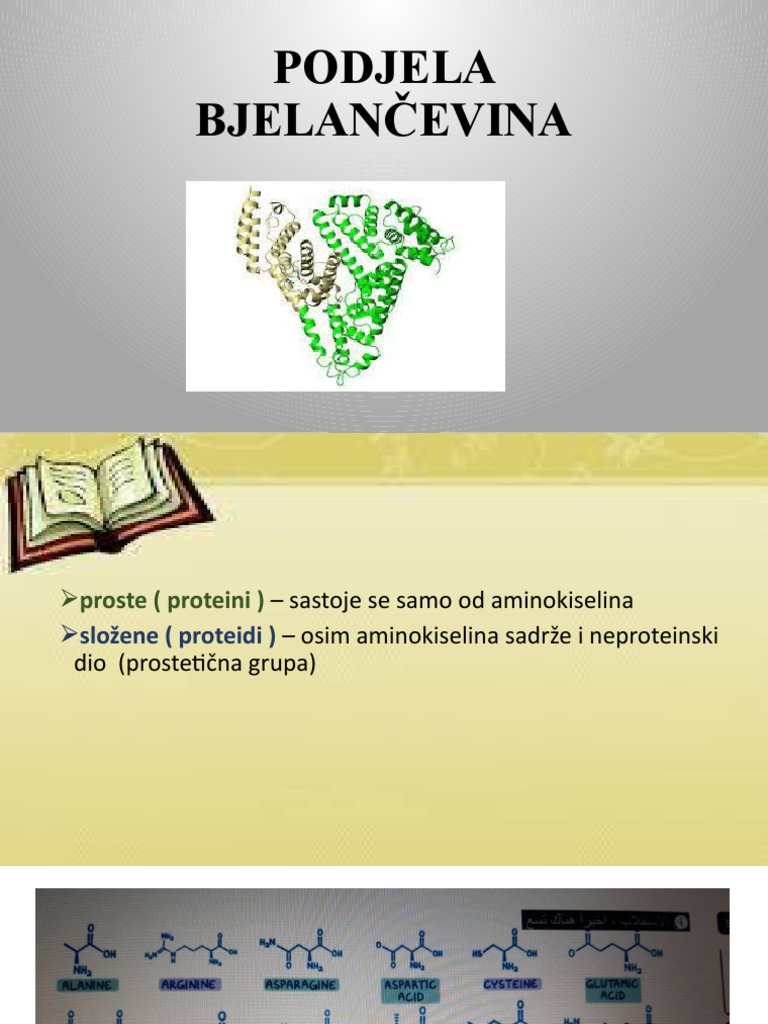 Podjela Bjelančevina | PDF