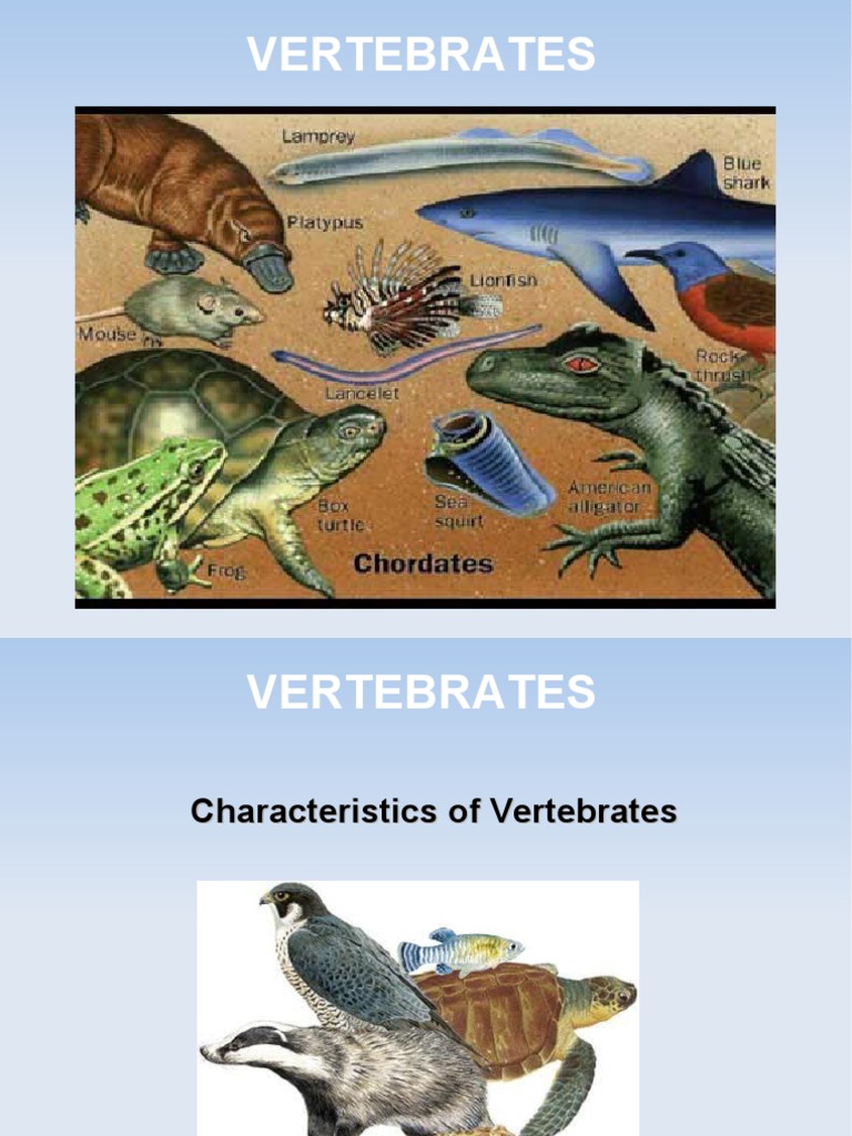 Vertebrates | PDF